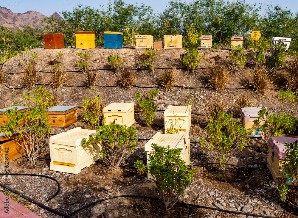Dubai, UAE - 05.08.2022 - Different types of bee hives in display at ...