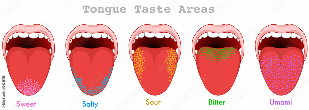 Taste areas. Human tongue map anatomy. Papillae receptors, point grainy ...
