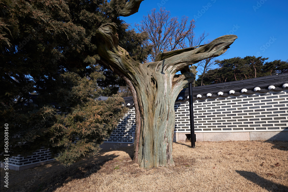 old tree. Yungneung and Geolleung Royal Tombs is the tomb of the king ...