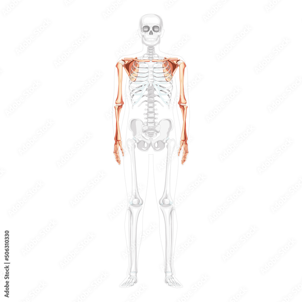 Skeleton upper limb Arms with Shoulder girdle Human front view with ...