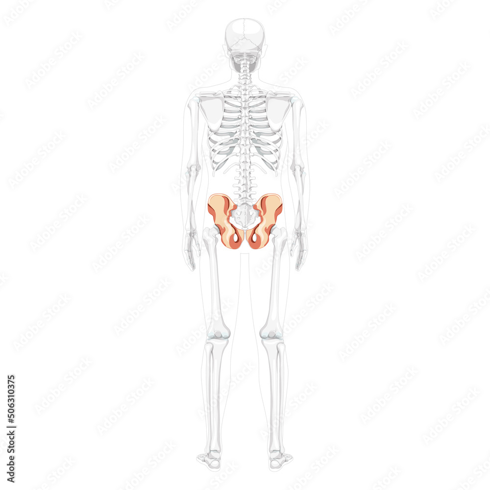 Стоковое векторное изображение «Skeleton Pelvis hip bone Human back ...