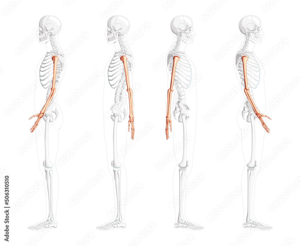 arm outline side view