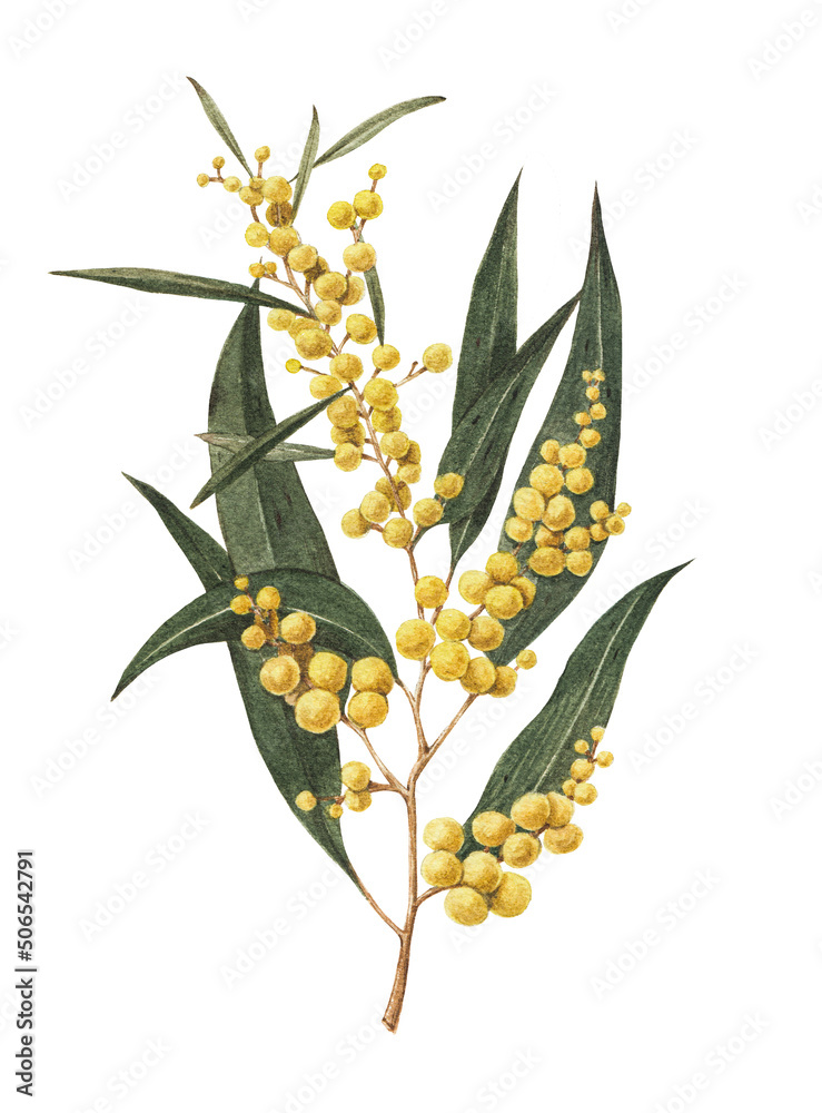Golden Wattle (Acacia pycnantha) is Australia's national flower Stock ...