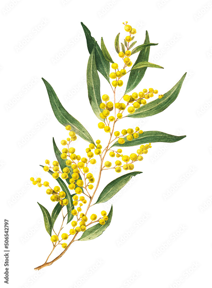 Golden Wattle (Acacia pycnantha) is Australia's national flower Stock ...