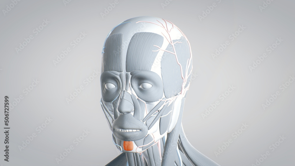 All muscles of the face, detailed display of face muscles, human ...