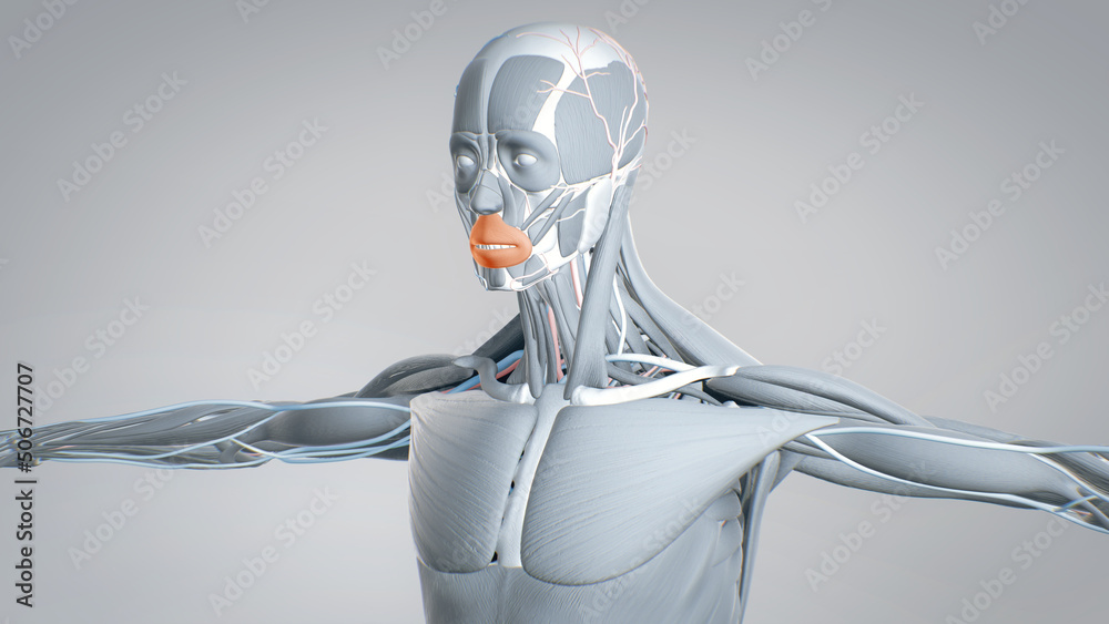 Musculus orbicularis oris, detailed display of face muscles, human ...