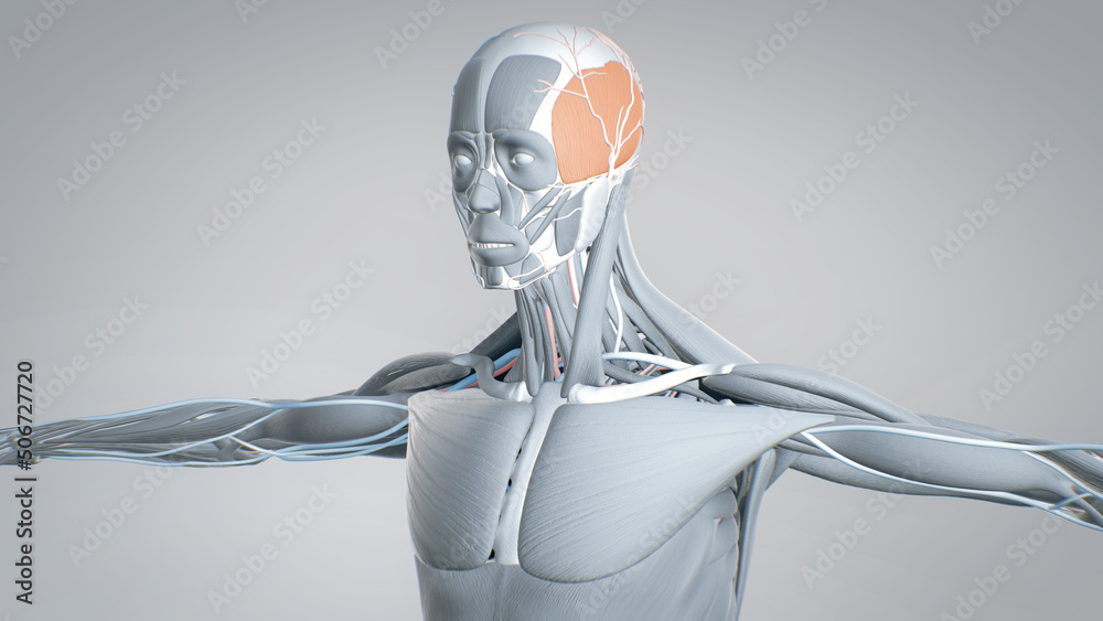 Stock-Illustration „temporalis muscle, muscles of the face, detailed ...