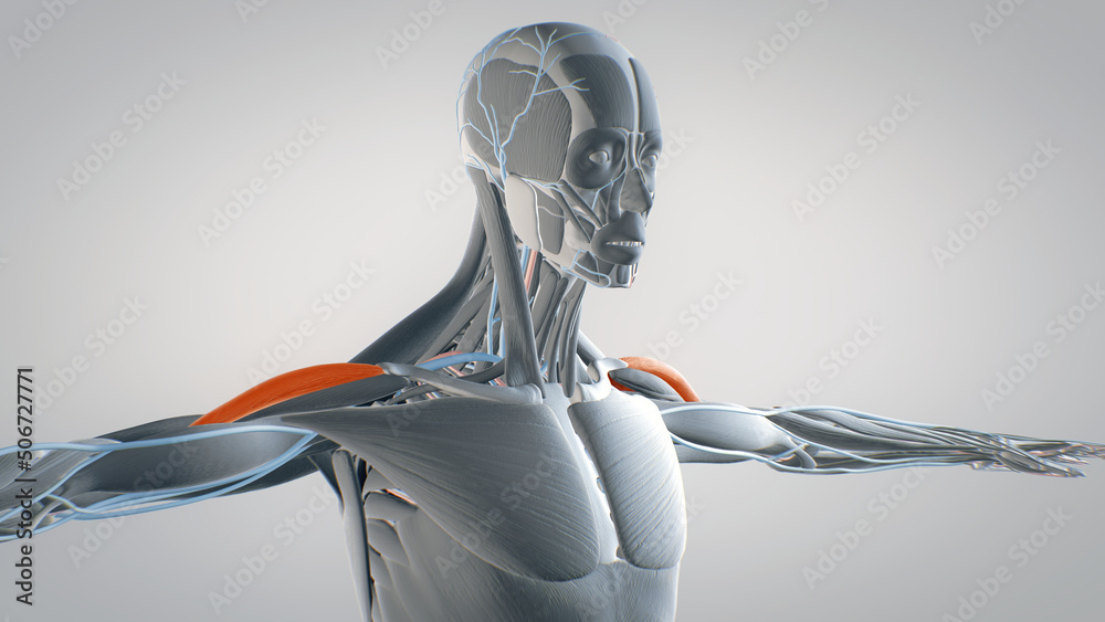 Delta muscles of the shoulder, muscles of the arm, human muscular ...