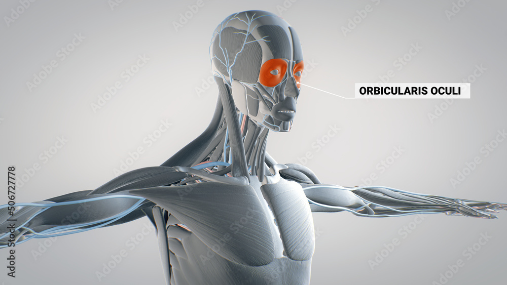 Stock-Illustration „orbicularis oculi, muscles of the face, detailed ...