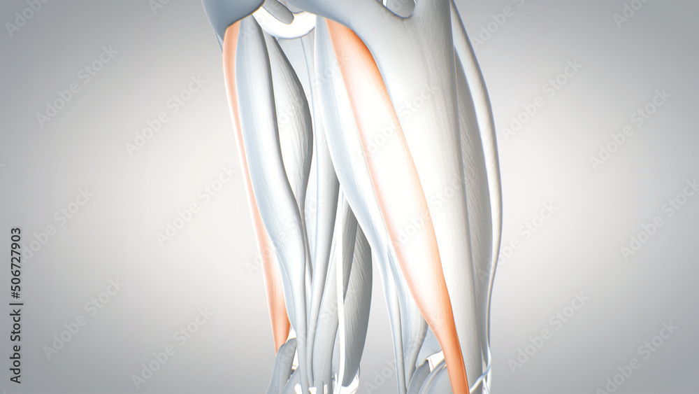 leg muscles, human muscular system, 3D human anatomy, 3D render の Stock ...