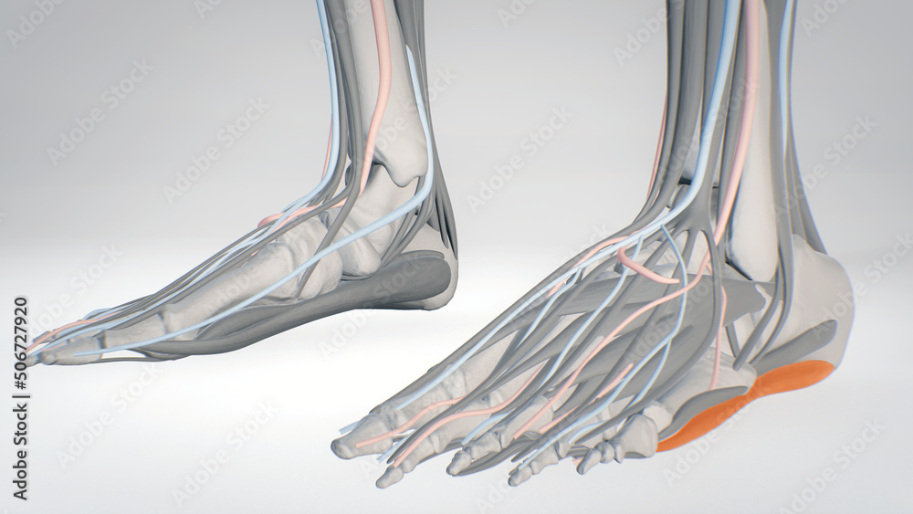 Muscles of the foot and calf muscles, detailed display of muscles ...