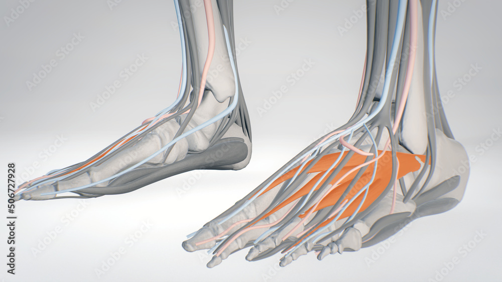 Stock-Illustration „Muscles of the foot and calf muscles, detailed ...
