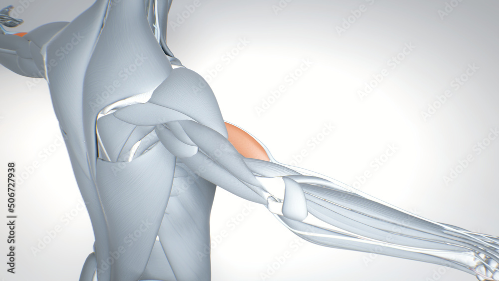 Biceps, arm muscles, human muscular system, 3D human anatomy, 3D render ...