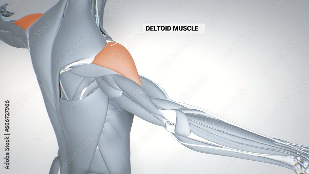 Ilustrace Delta muscles of the shoulder, muscles of the arm, human ...