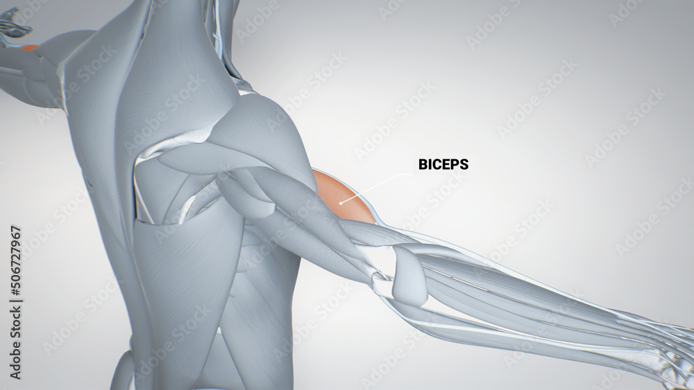 Biceps, arm muscles, human muscular system, 3D human anatomy, 3D render ...