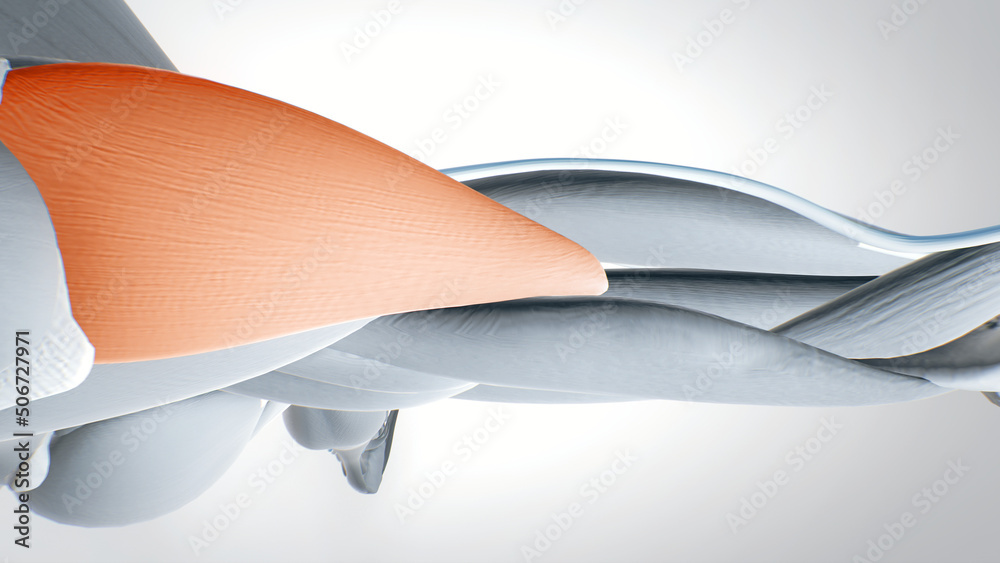 Delta muscles of the shoulder, muscles of the arm, human muscular ...