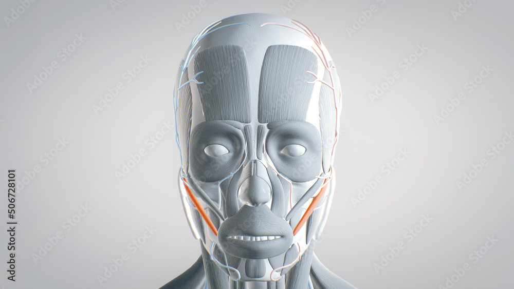 Ilustración de Stock All muscles of the face, detailed display of face ...
