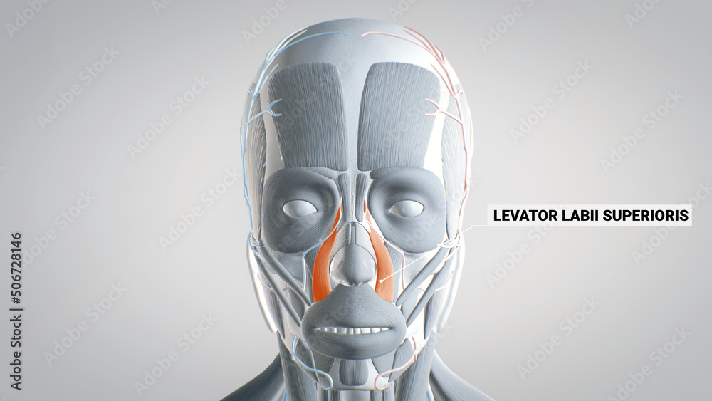 All muscles of the face, detailed display of face muscles, human ...