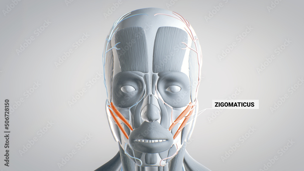 All muscles of the face, detailed display of face muscles, human ...