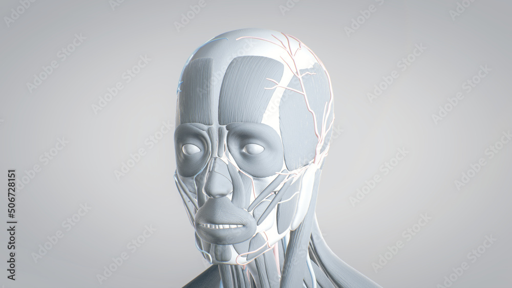 All muscles of the face, detailed display of face muscles, human ...