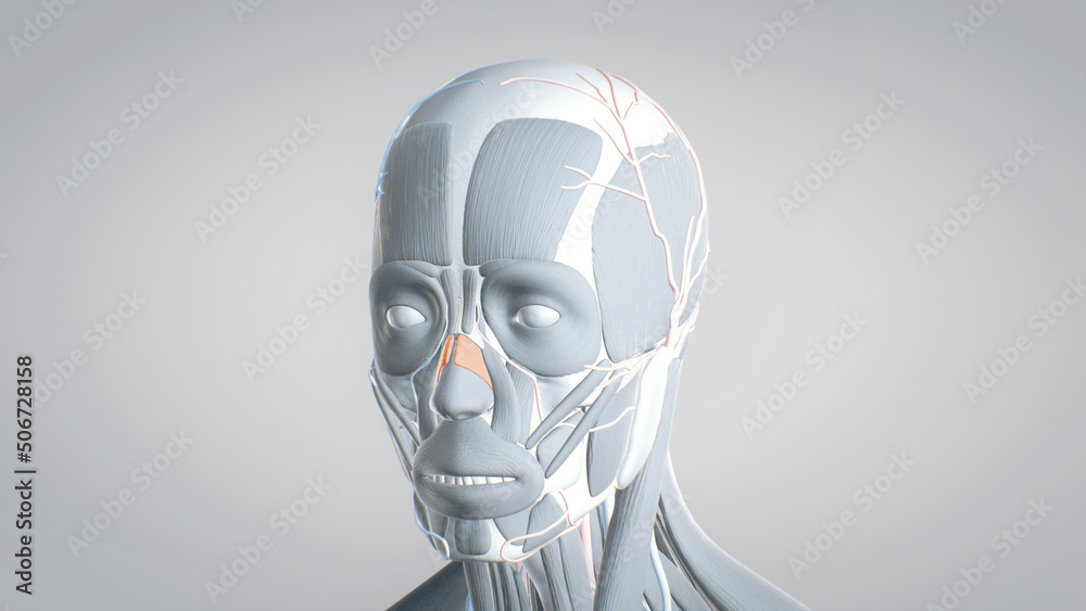 All muscles of the face, detailed display of face muscles, human ...