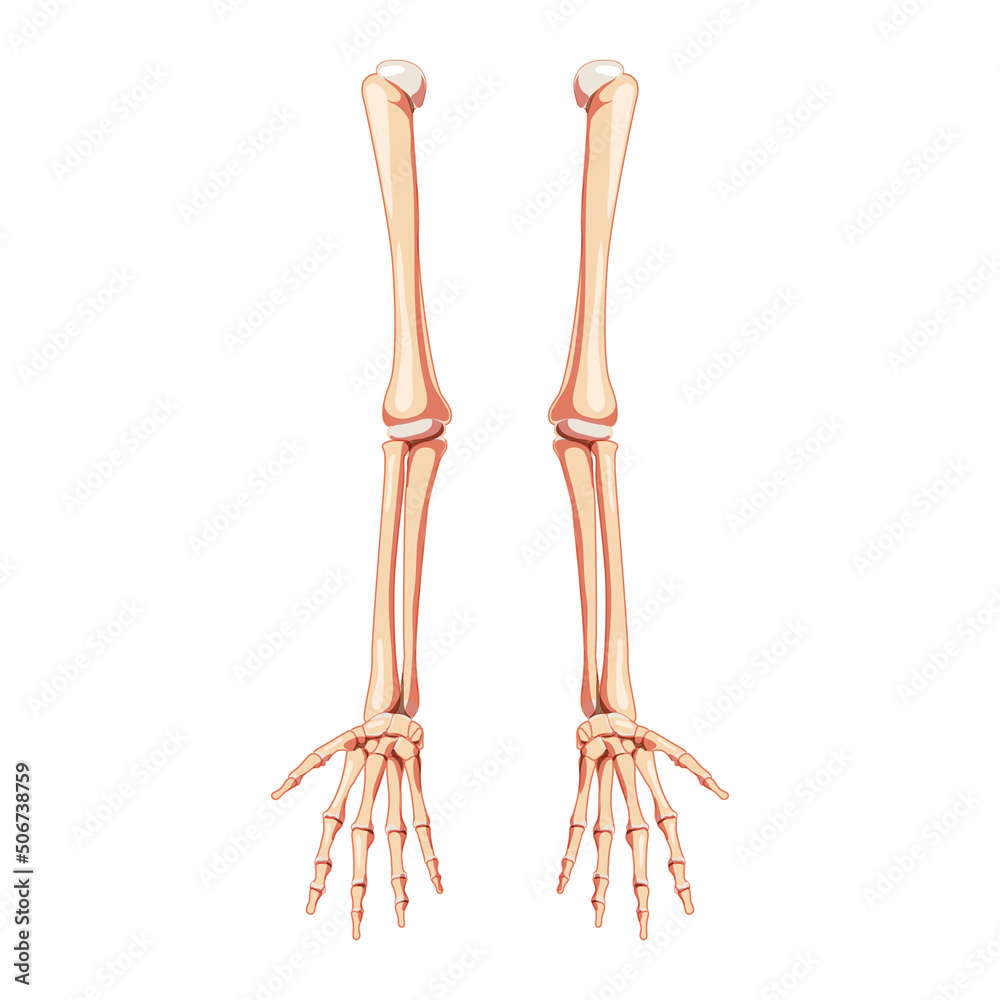 Arms Skeleton Human front view. Set of hands, forearms, humerus, ulna ...
