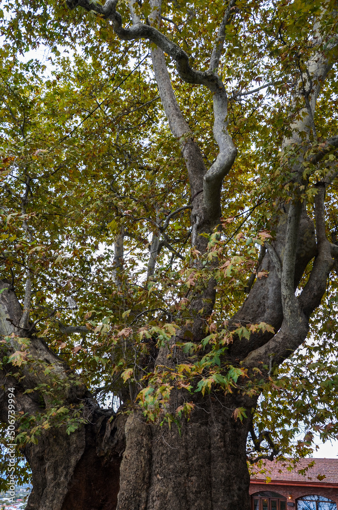 Sycamore with thick branches and leaves one of the most famous ...