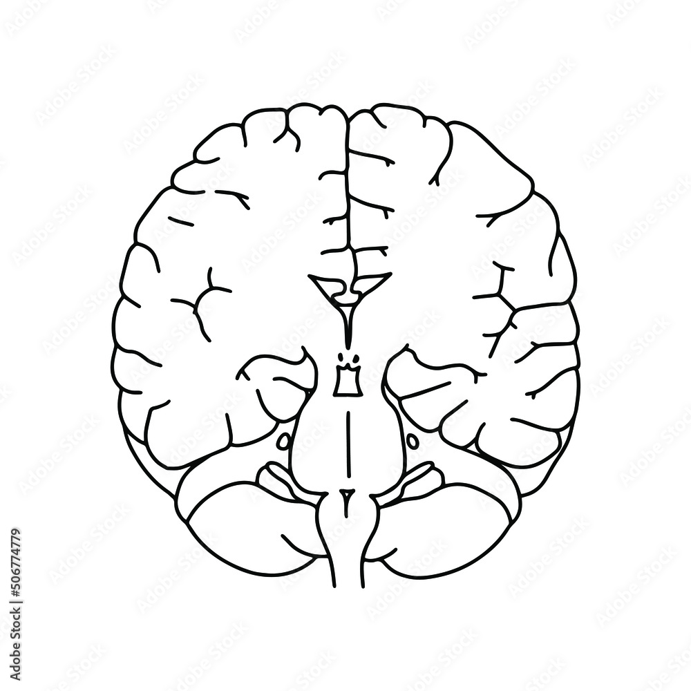 Coronal section of the human brain. Realistic Brain illustration ...