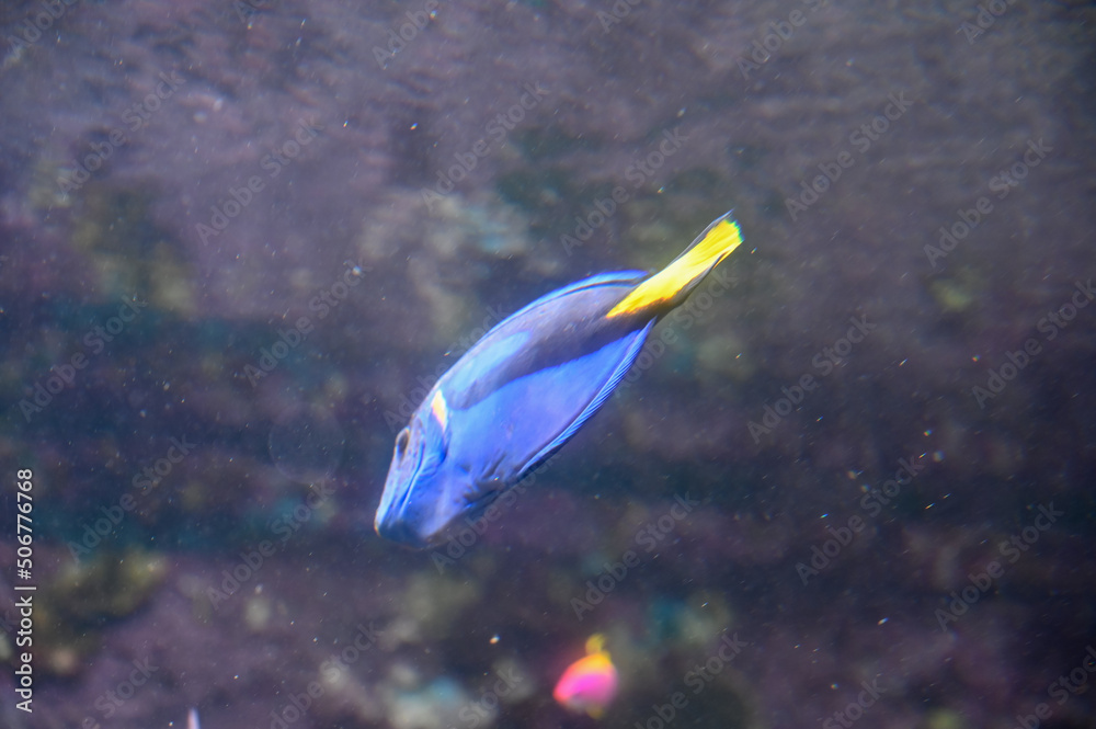 Blue tang fish also known as Paracanthurus hepatus is a species of Indo ...
