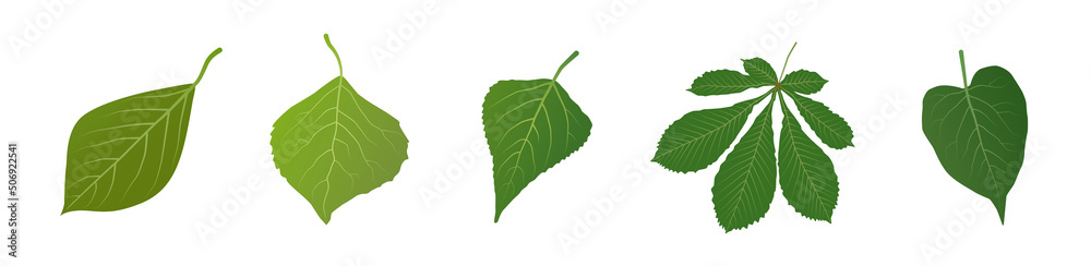 Green leaves of different trees. Set of spring leaves. Vector clipart ...