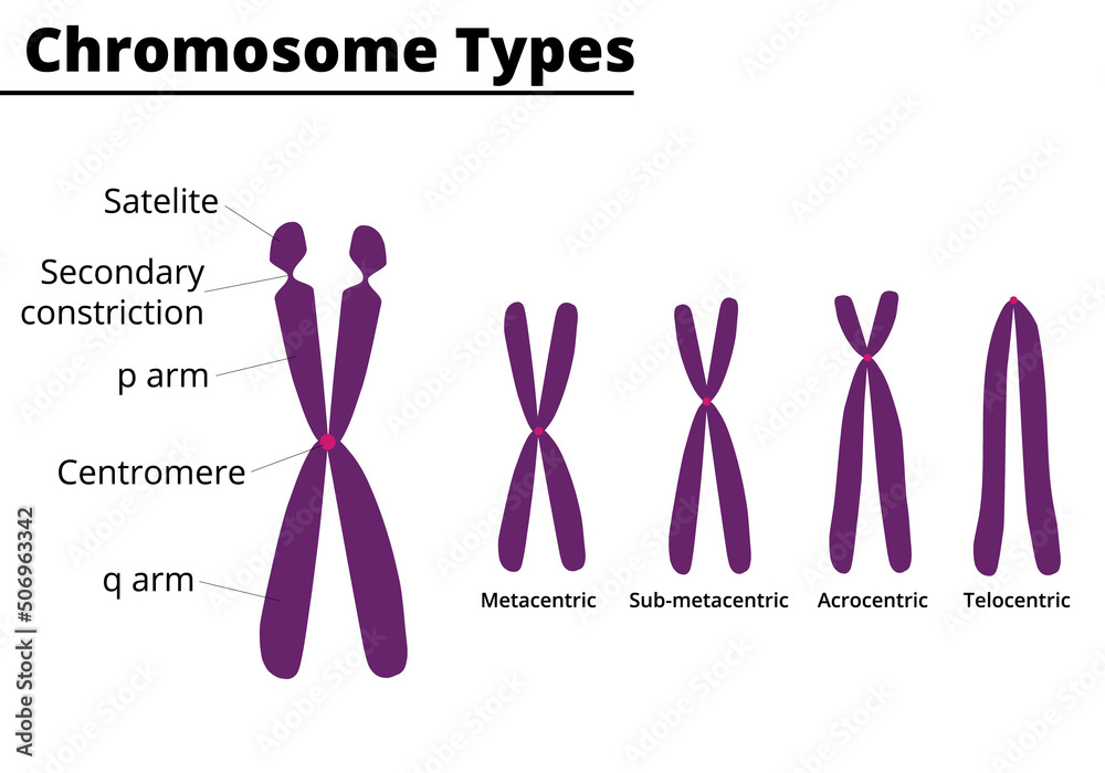 Chromosome parts. Chromosome type of according position of centromere ...