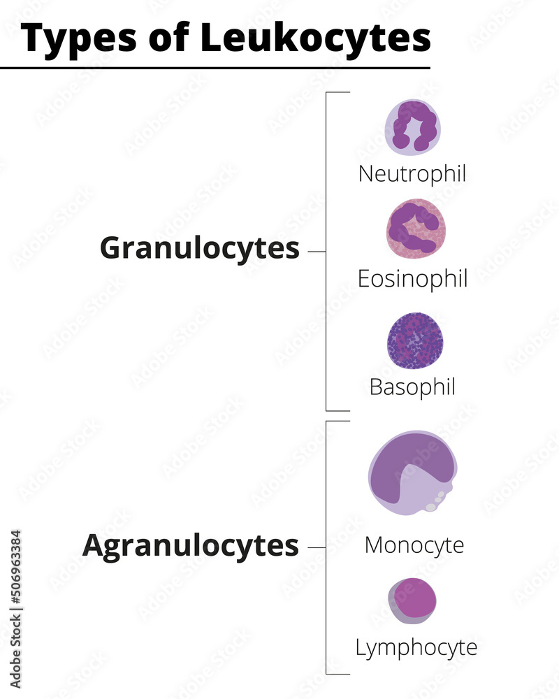 Types of white blood cells. Granulocytes and agranulocytes. Neutrophil ...