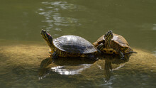 Red Eared Slider Turtle Free Stock Photo - Public Domain Pictures