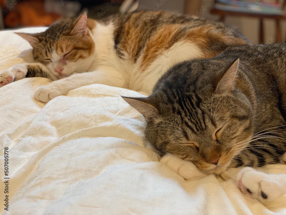 2 years old Ms. Macaron and Mr. Marshmallow sleeping together side by ...