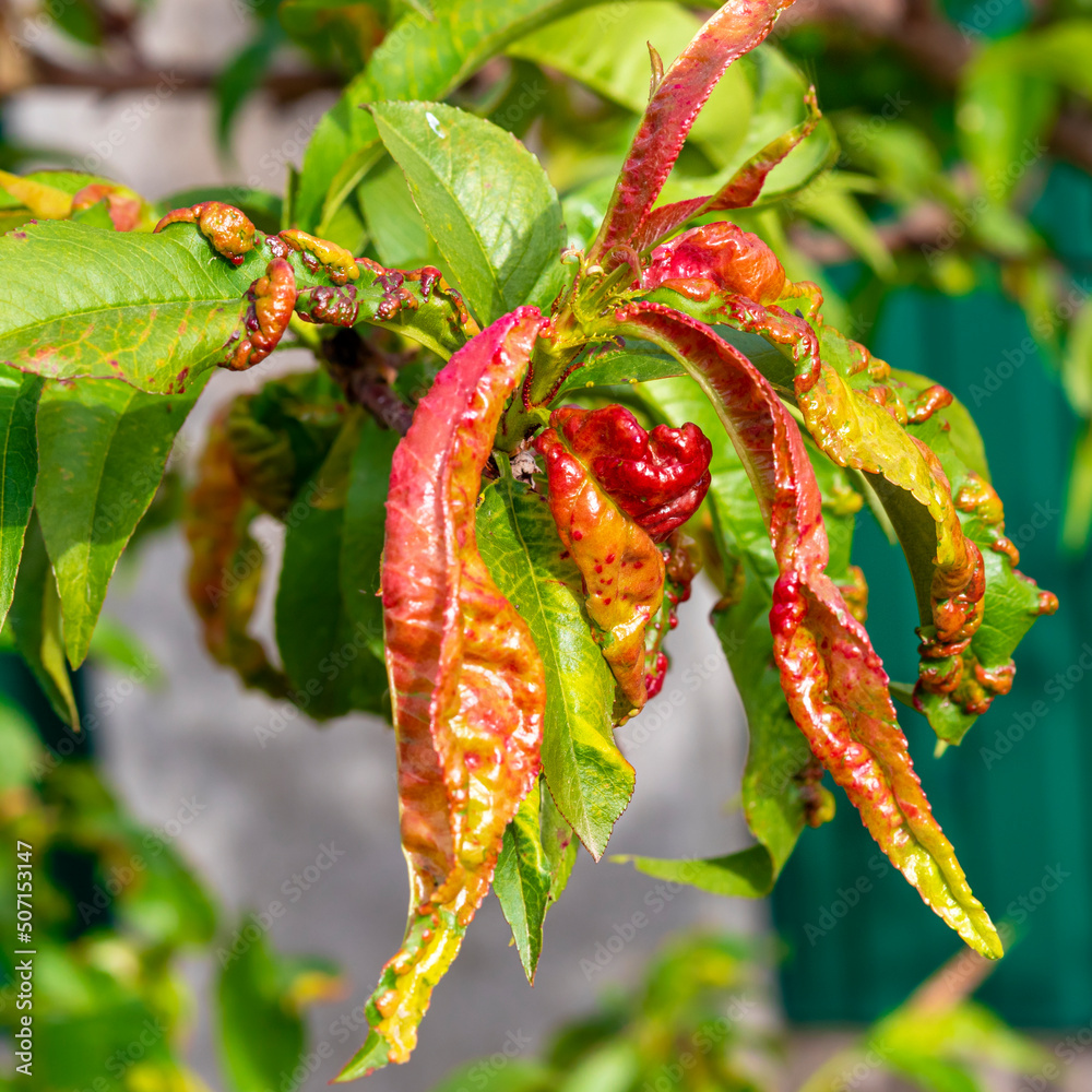 Stock-Foto „Peach leaf curl. Fungal disease of peaches tree. Taphrina deformans. Peach tree ...