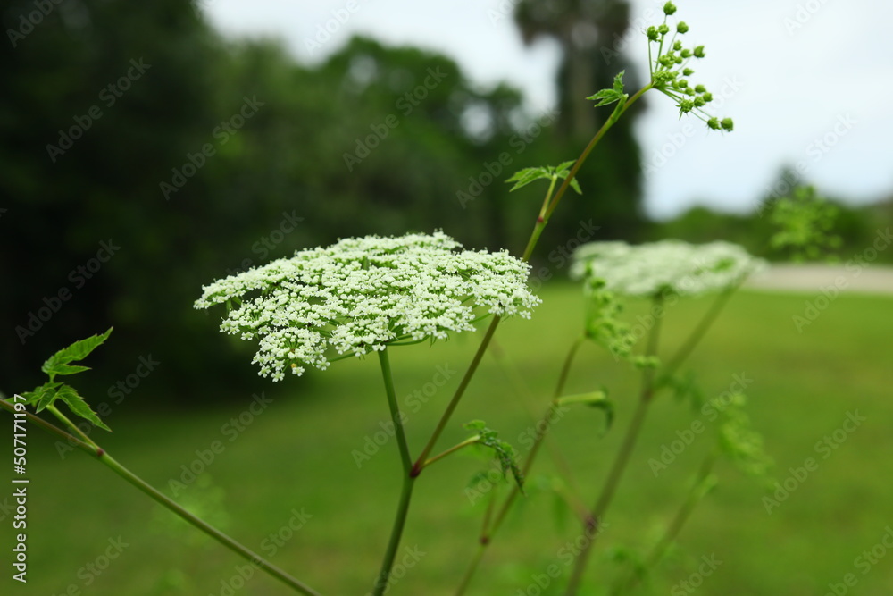 Spotted water hemlock Cicuta maculata native to North America is one of ...