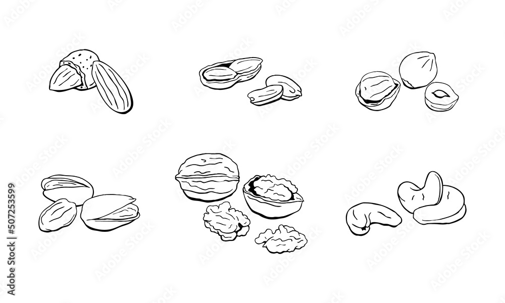 Hand Drawn Nuts illustration set, ink sketch vector drawing, Black and ...