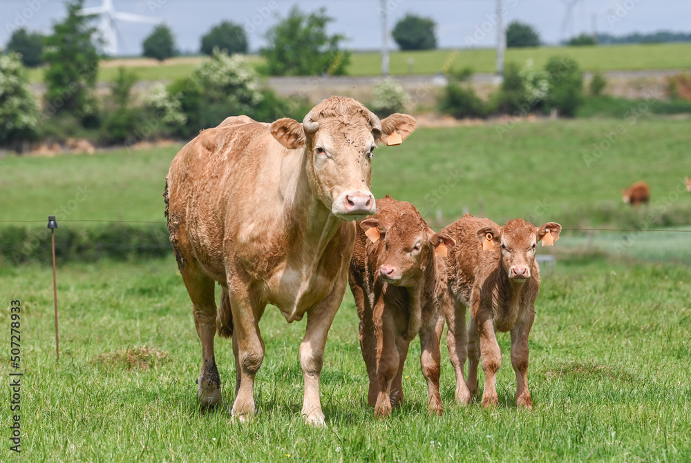 agriculture agricole elevage vache veau viande lait laitier paturage ...
