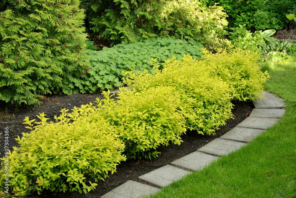 Foto de Stock Border of japanese spirea with yellow leaf variety Golden ...