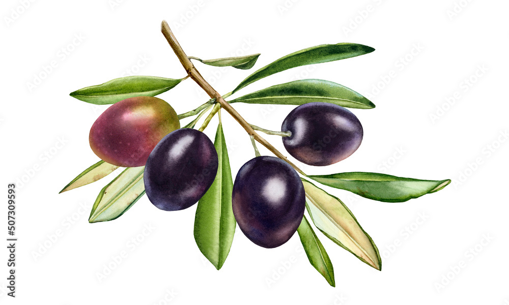 Ilustración de Stock Black olive branch. Watercolor shiny fruits with ...