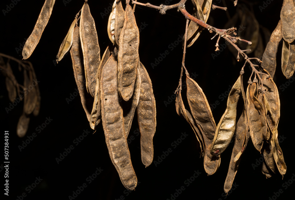 Robinia pseudoacacia, commonly known in its native territory as black ...