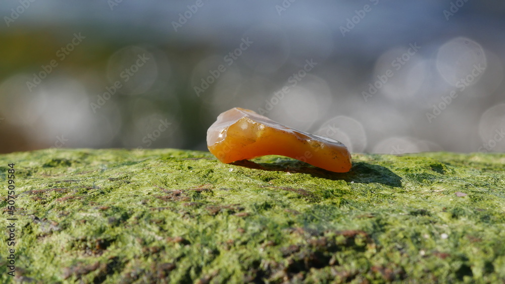 Makroaufnahme von Bernstein an der Ostsee auf einem algenüberwucherten ...