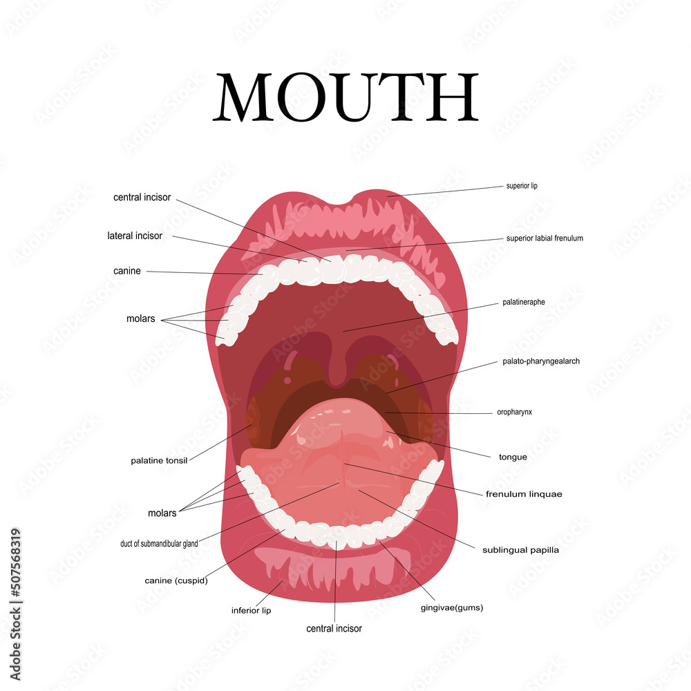 Visual aid of human open mouth anatomy and dentistry.Structure of oral cavity. Human mouth ...