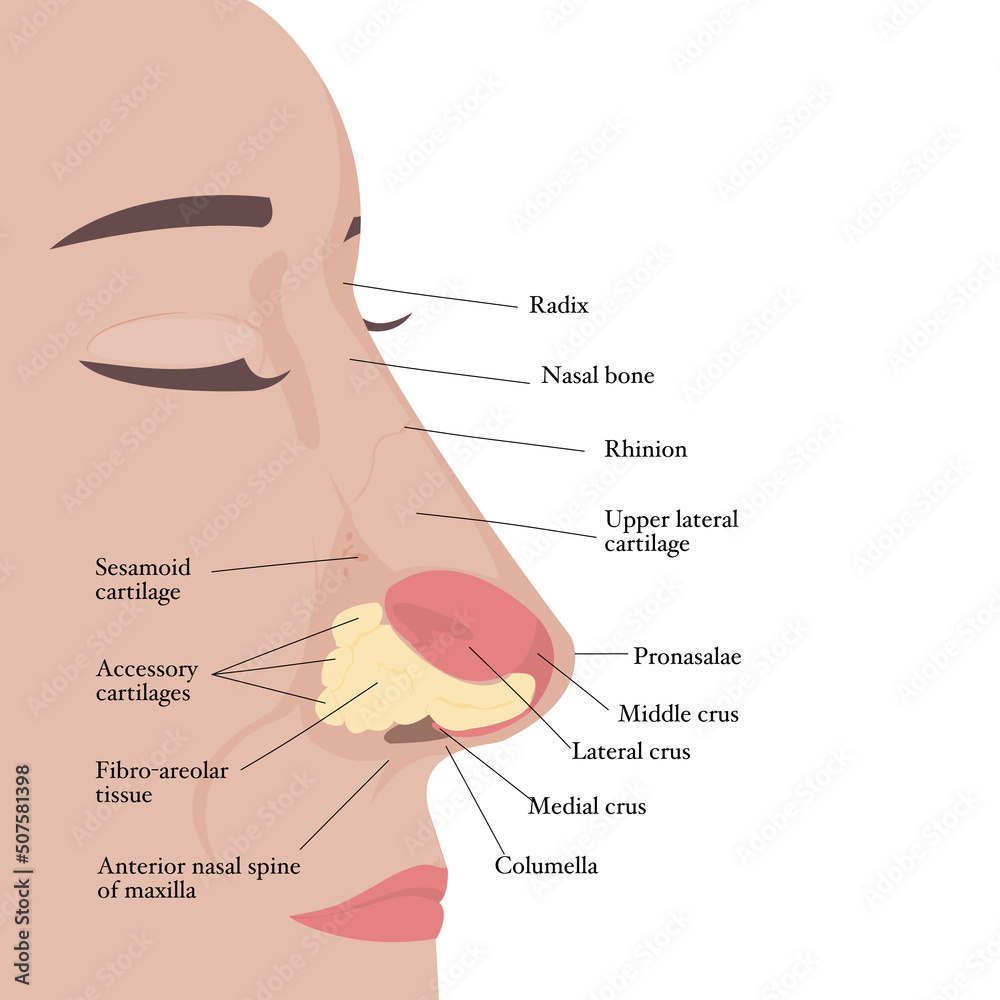 Visual aid of human nose anatomy and Otolaryngology.Structure of nasal ...