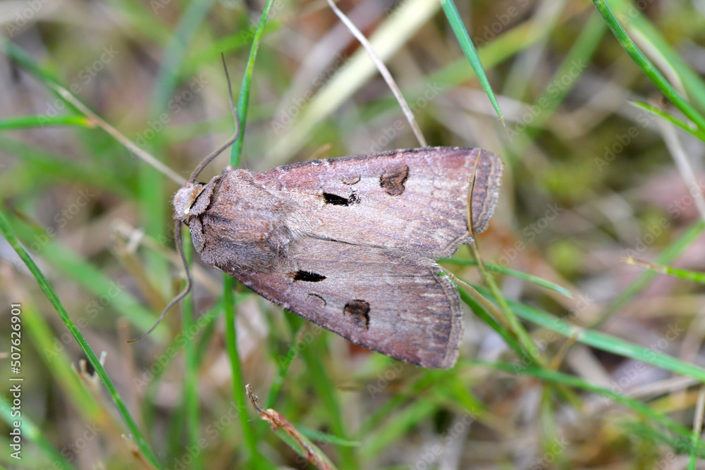 Heart and Dart Moth (Agrotis exclamationis) is a moth of the family ...