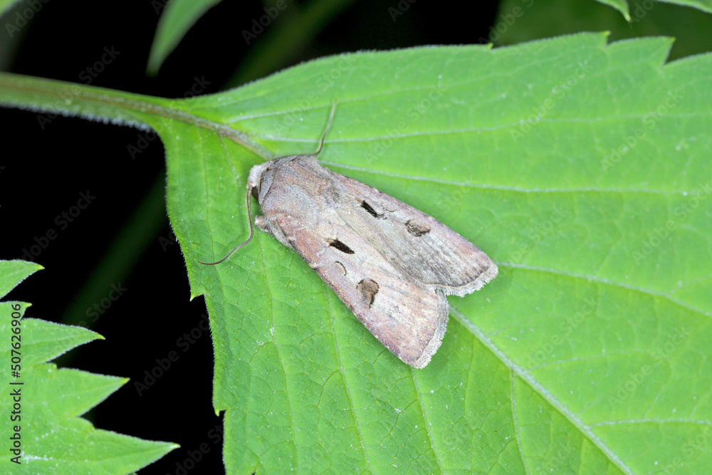 Heart and Dart Moth (Agrotis exclamationis) is a moth of the family ...