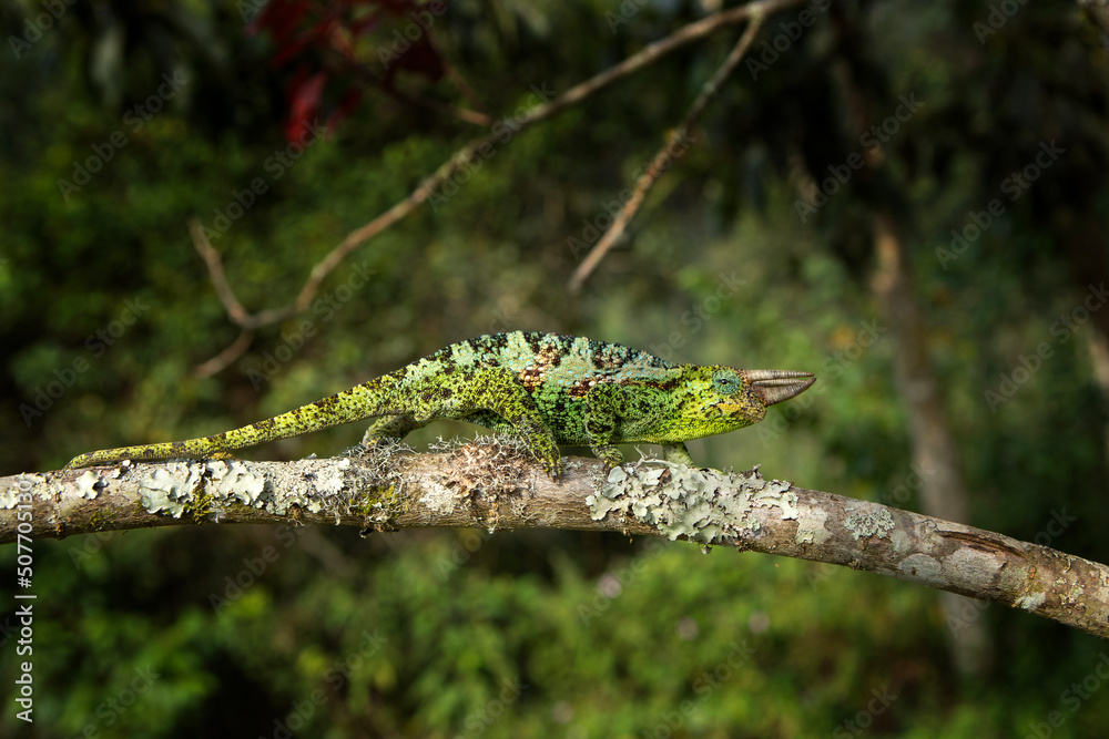 Johnston's chameleon is climbing on the branch. Three horned chameleon ...