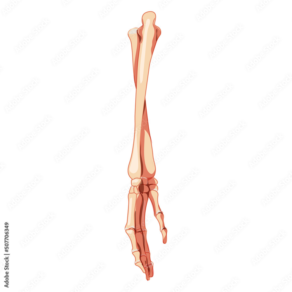 Forearms Skeleton Human back Posterior dorsal view. 3D ulna, radius ...
