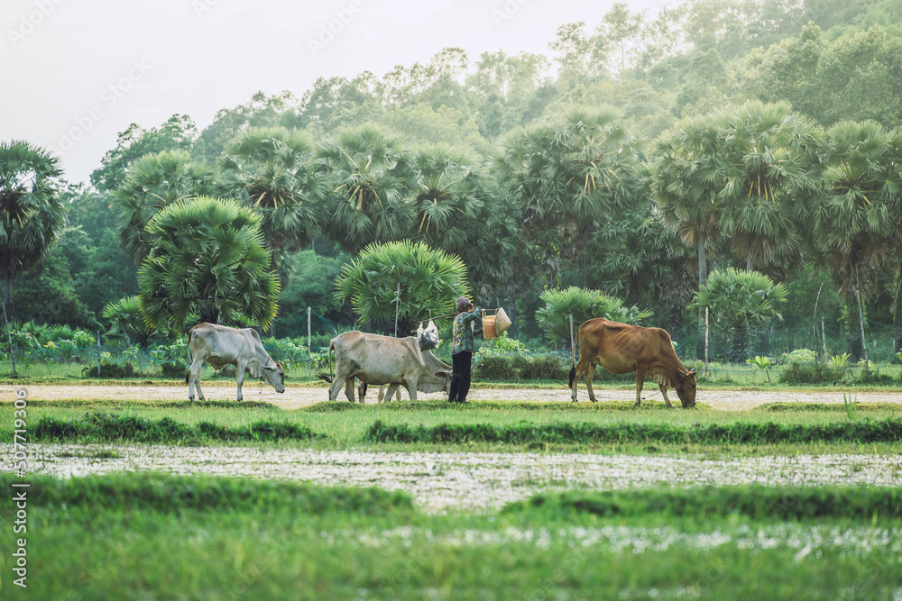 Foto de Stock Aerial view of fresh green and yellow rice fields and ...