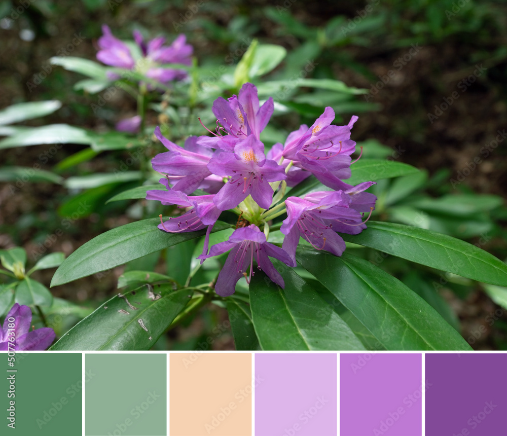 Color palette swatches of purple violet blossom and dark green leaves ...